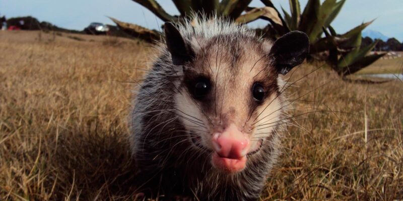El tlacuache: el marsupial mexicano
