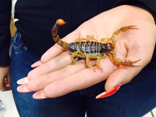 Alacranes de Durango: Todo lo que necesitas saber